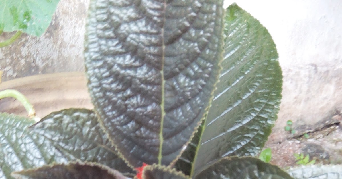 Belajar-Bertanam-tanaman: Daun Bunga Baldu