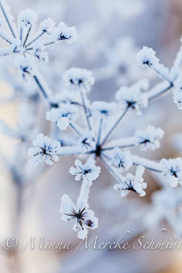 Vinterblomma * Winter flower