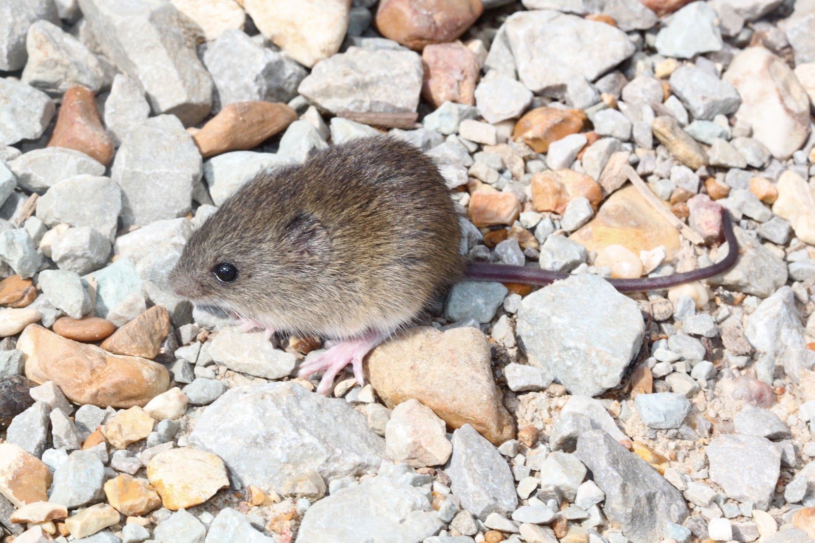small species study fulvous harvest mouse