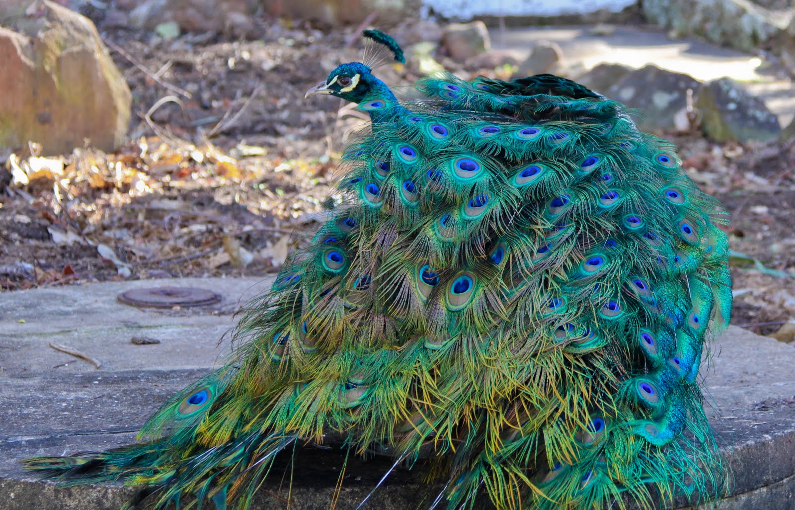 I'm totally fine: Peacocking