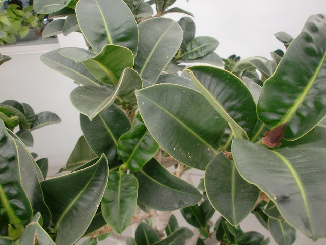 60歳で無職の優雅な日々: インドゴムノキ・アポロ Ficus elastica ‘Apollo’