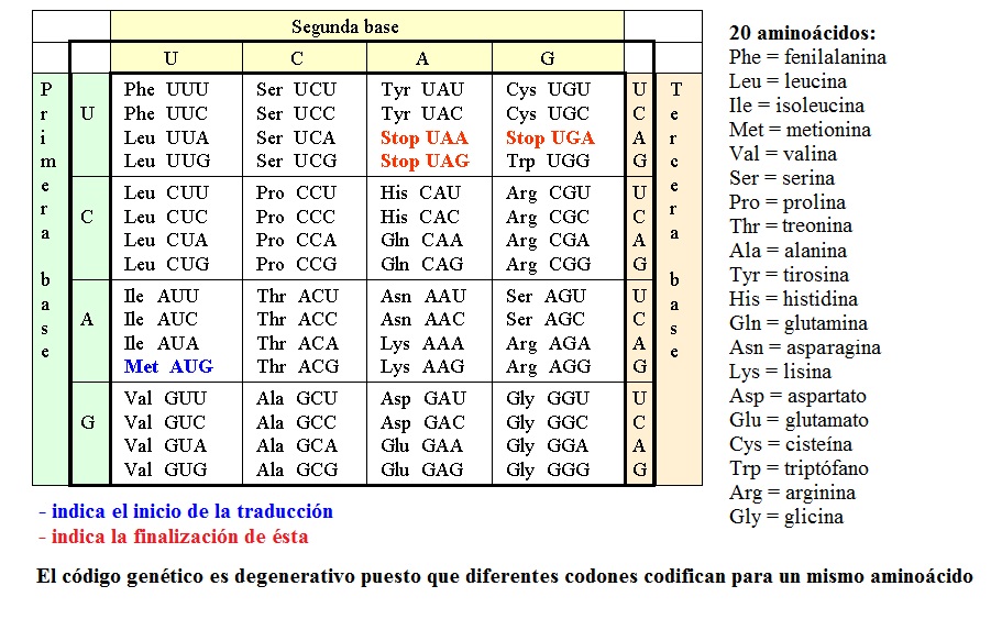 CLOROFILA 3: C. NATURALES 9