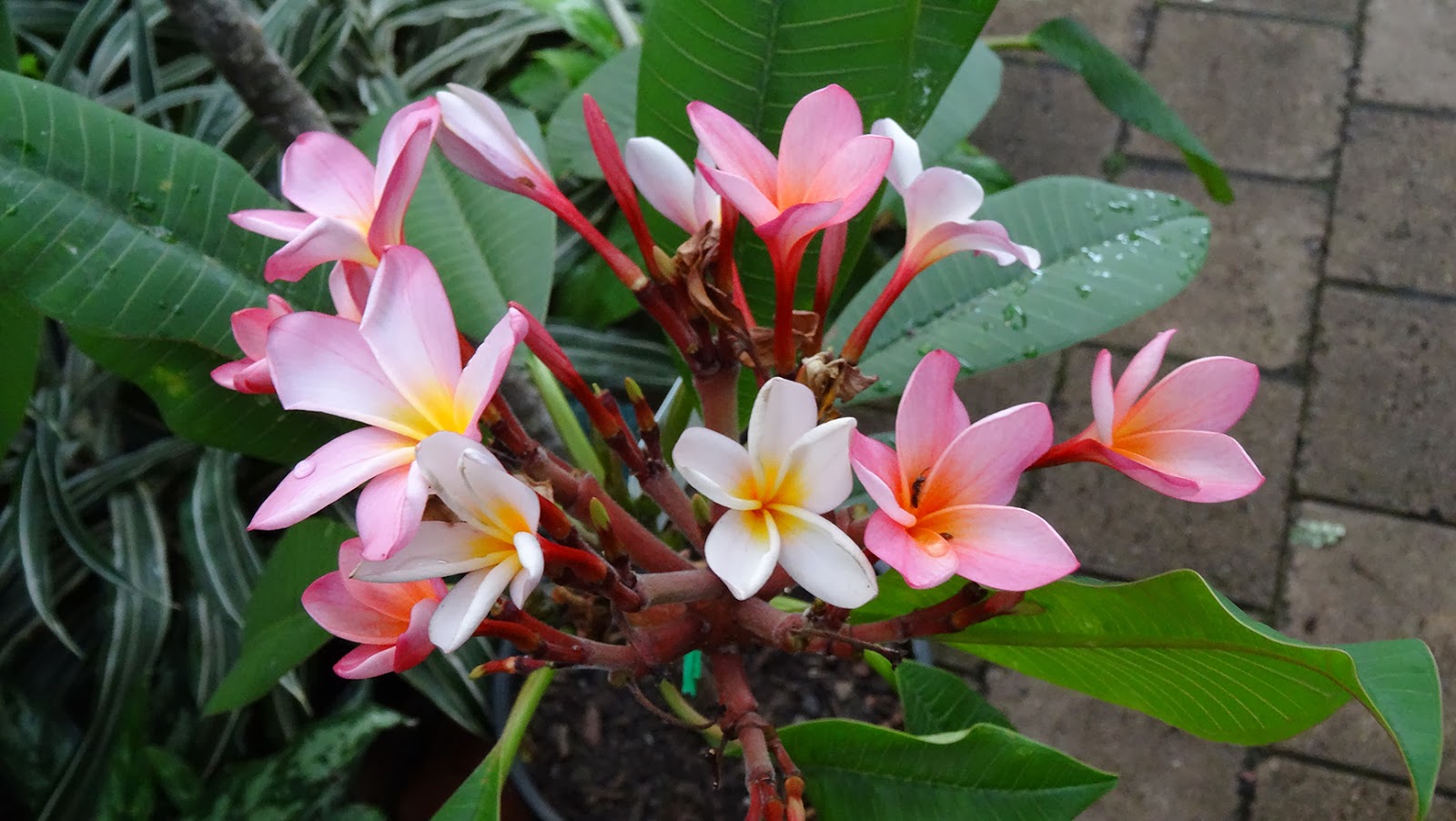 MAP: MELBOURNE STREET TREES 56 - FRANGIPANI