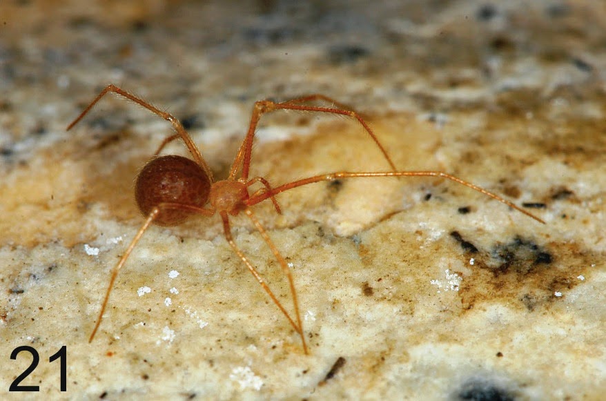 Sciency Thoughts: A new species of blind Cave Spider from Keloğlan Cave ...
