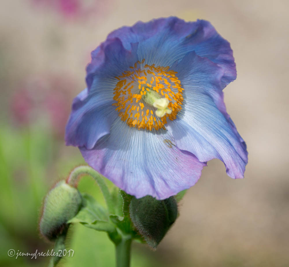 Saltaire Daily Photo: Blue poppies