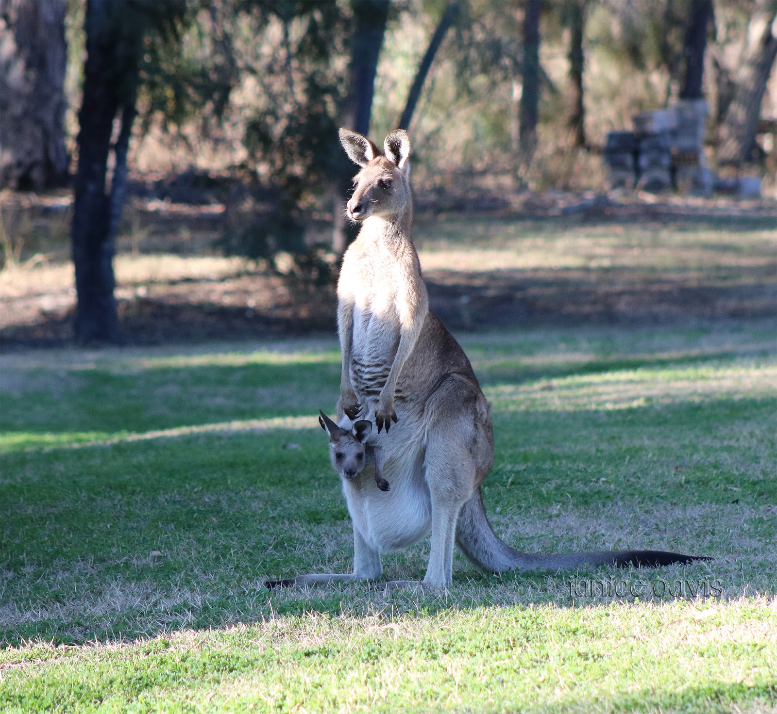 thoughts & happenings: To Biloela, Queensland