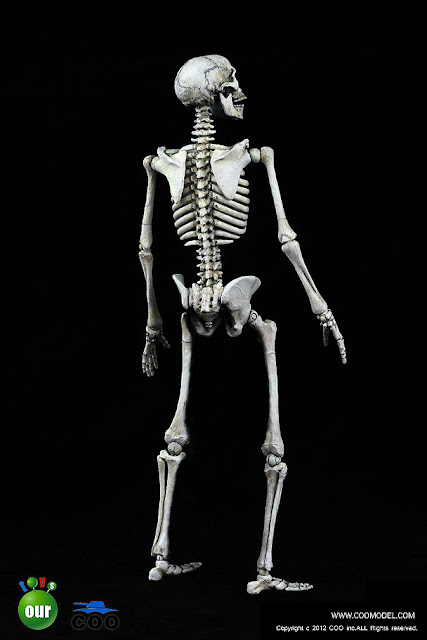 toyhaven: Preview CooModel 1/6 scale Human Skeleton 12-inch figure - if ...