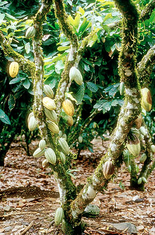 Cacao Diseases in Central America 4