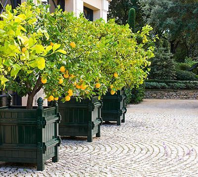 Eye For Design: The Old World Charm Of Potted Citrus Trees......Indoors ...
