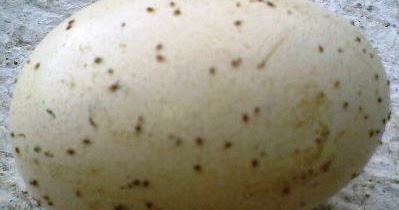 PARÁSITOS CORUCOS Y MAS PARÁSITOS