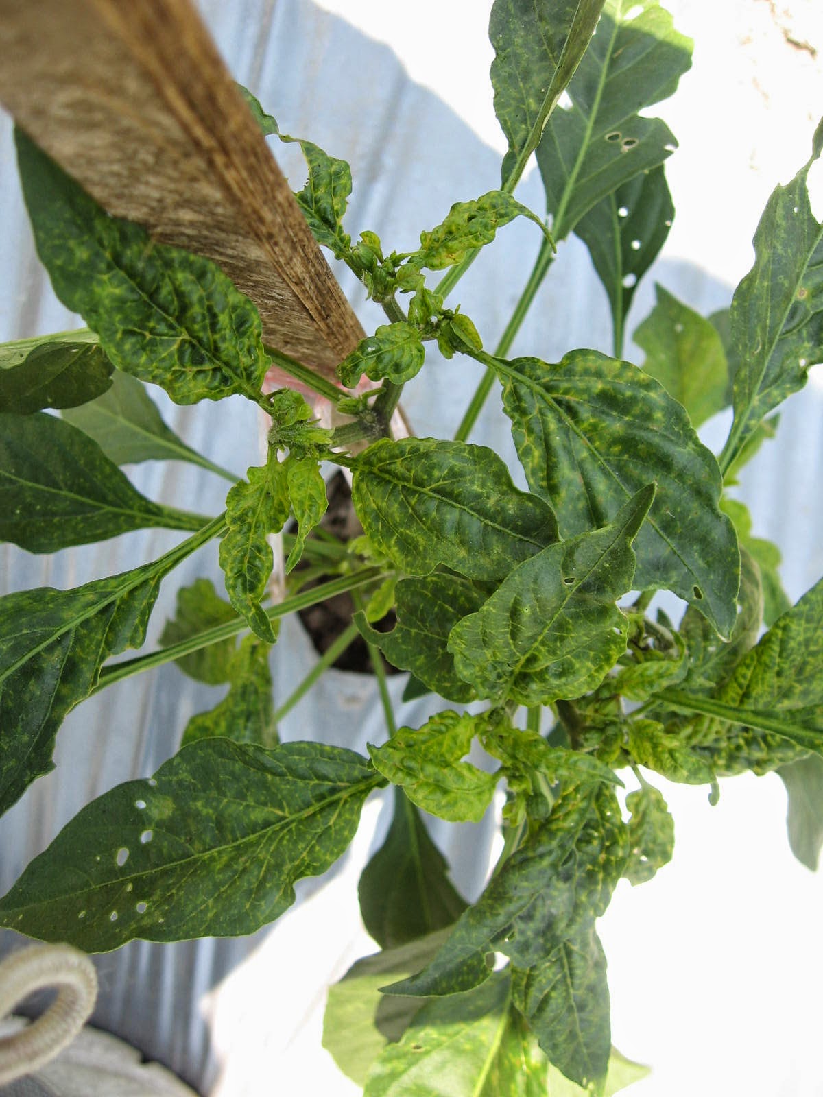 Your SEO optimized title