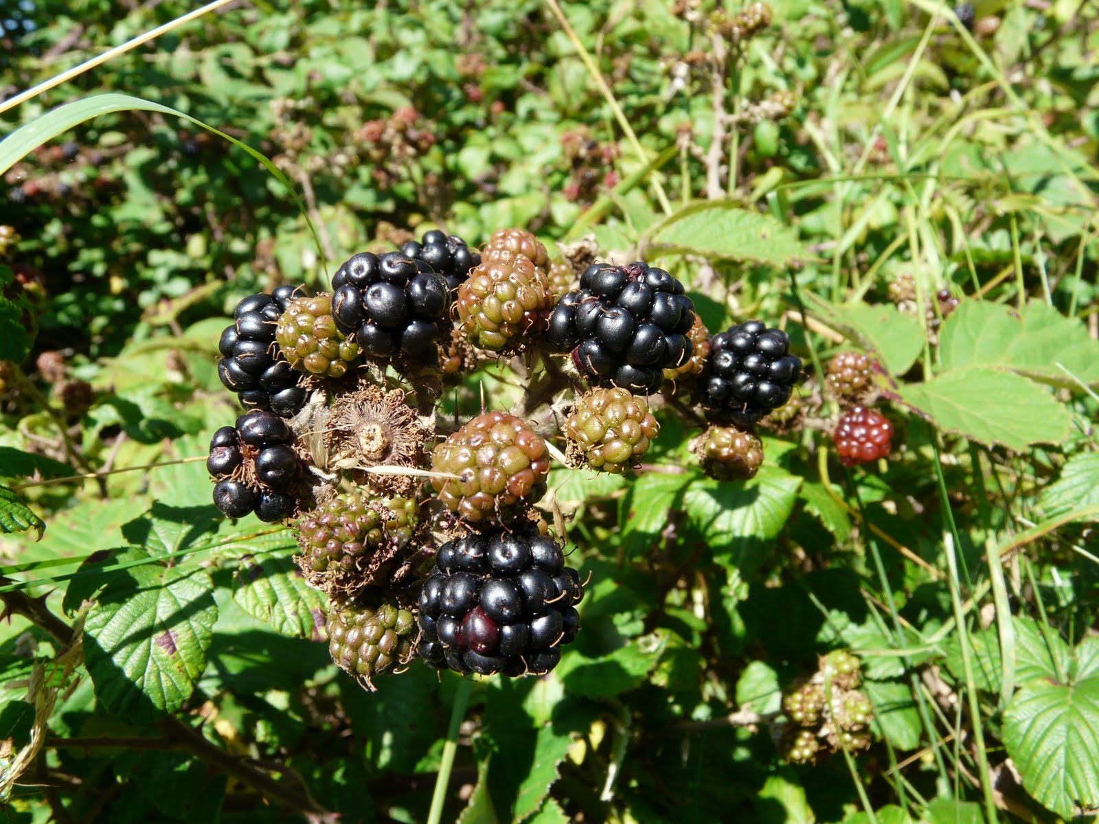 Foraging in The Cotswolds: Rendcomb Village