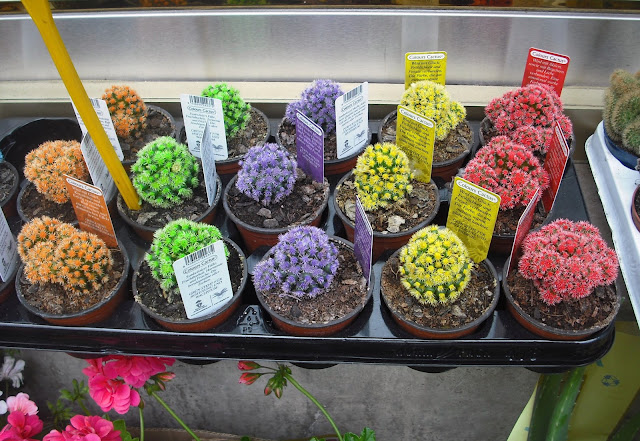 Blog Formas y Colores: Cactus de colores...