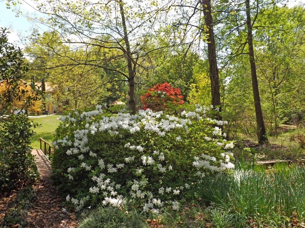 MARIETTE'S BACK TO BASICS: {Our Mrs. G. G. GERBING Azaleas}