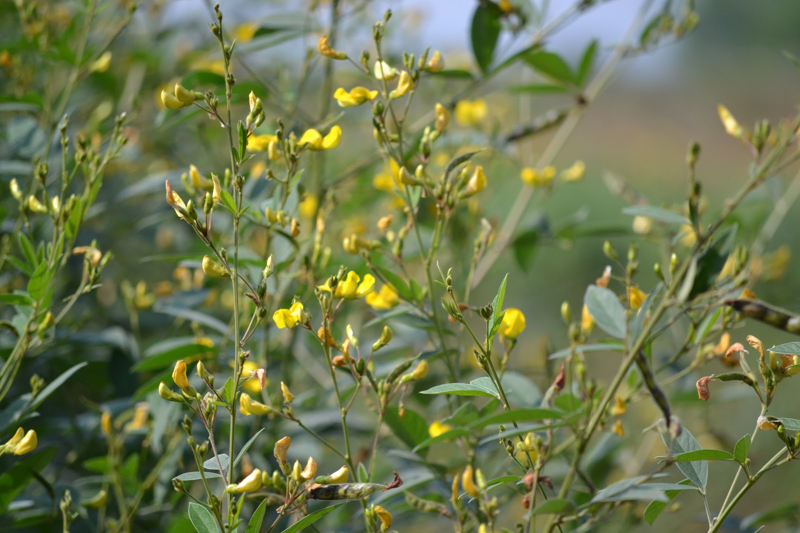 Asha's musings & ramblings: November 2012