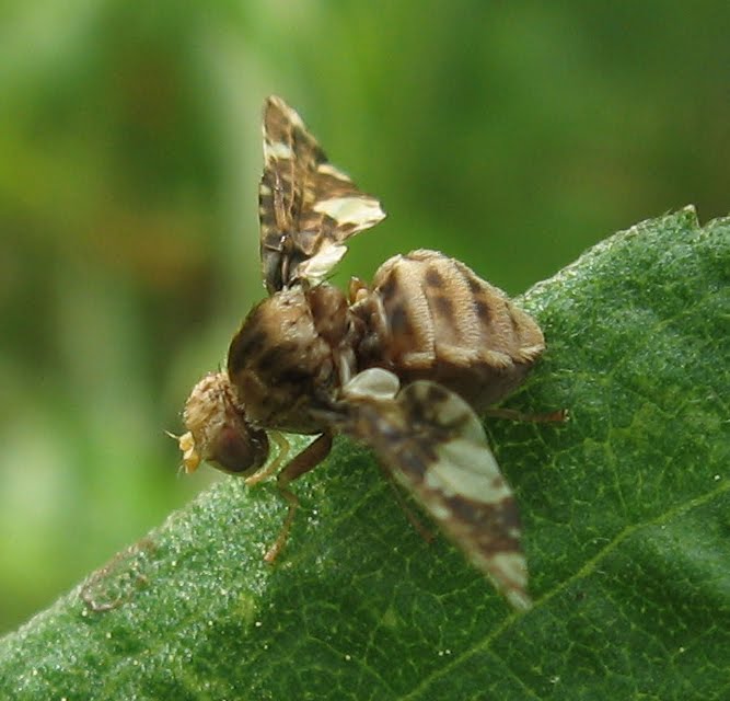 Tangled Web: Goldenrod Gall Fly (Eurosta solidaginis)