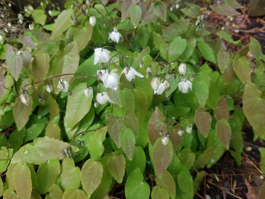 Future Plants by Randy Stewart: Epimedium