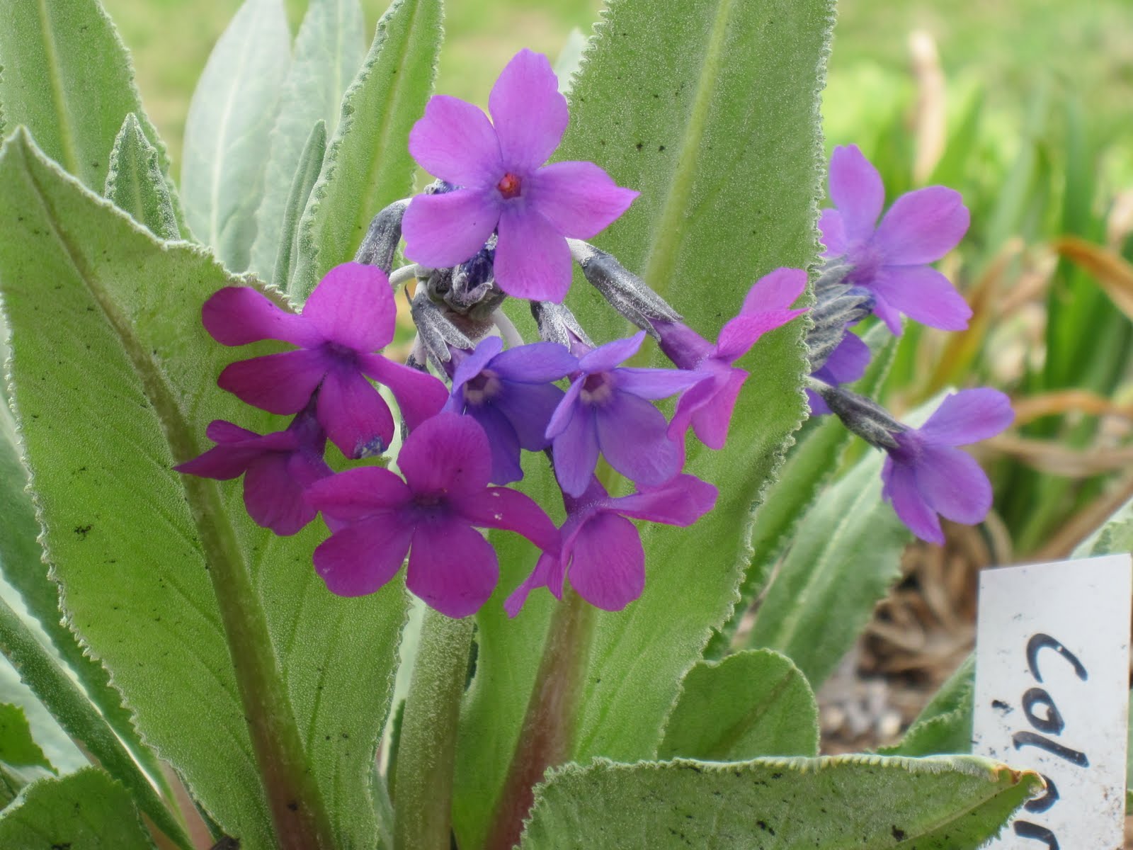 primulas hage: Flere vårblomster