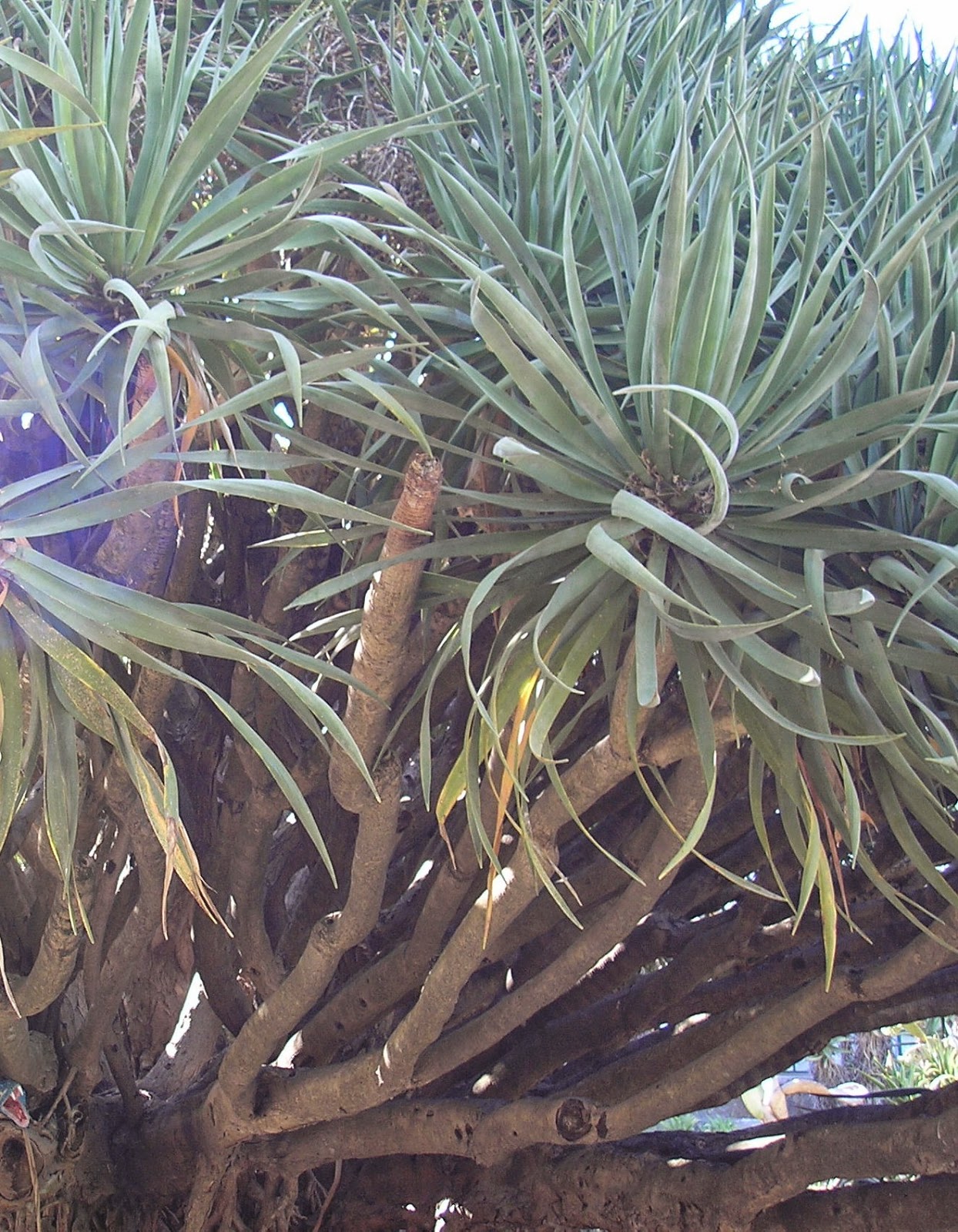 Dragon Trees in Portugal and Gibraltar |The Green Bard