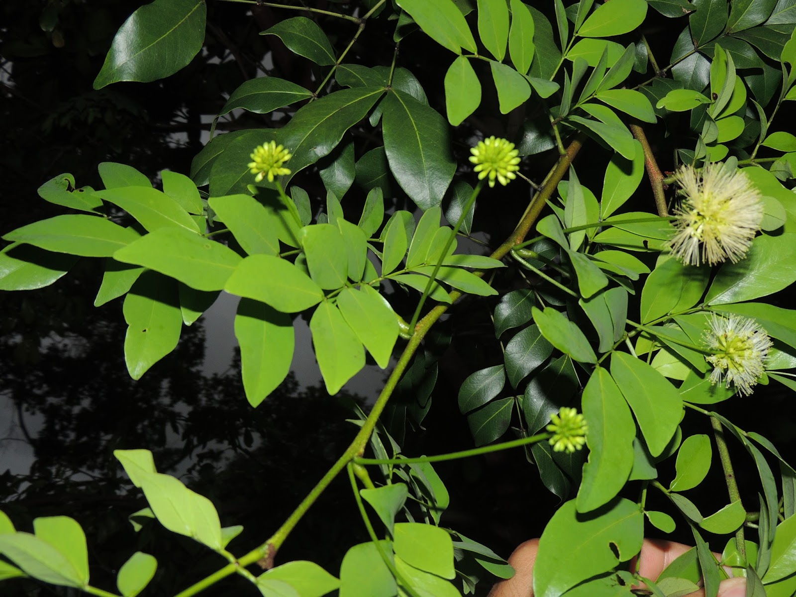 Fabaceae - Leguminosae no Brasil: Fabaceae - Abarema cochliacarpos ...