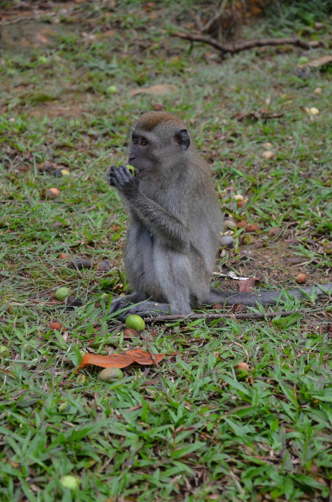 The Grand Moofti Speaks: Singapore’s jungles, MacRitchie’s monkeys and ...