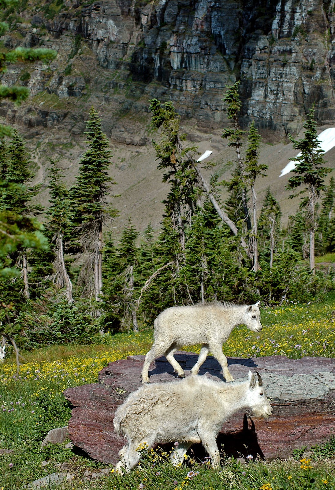 Wandering 101 Photography