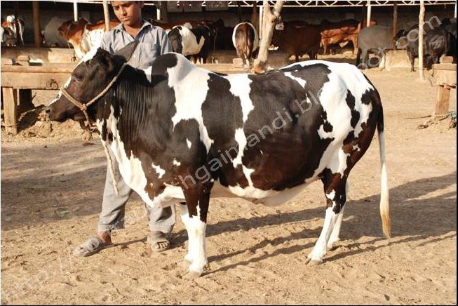 Sohrab Goth Gai Mandi Photos Gallery: Shah Cattle Farm 2008