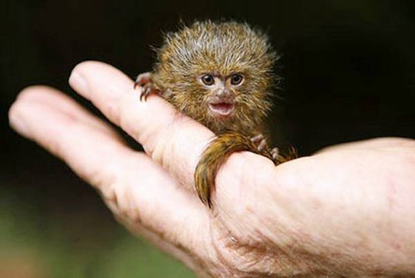Dwarf Monkey | Zone Unique