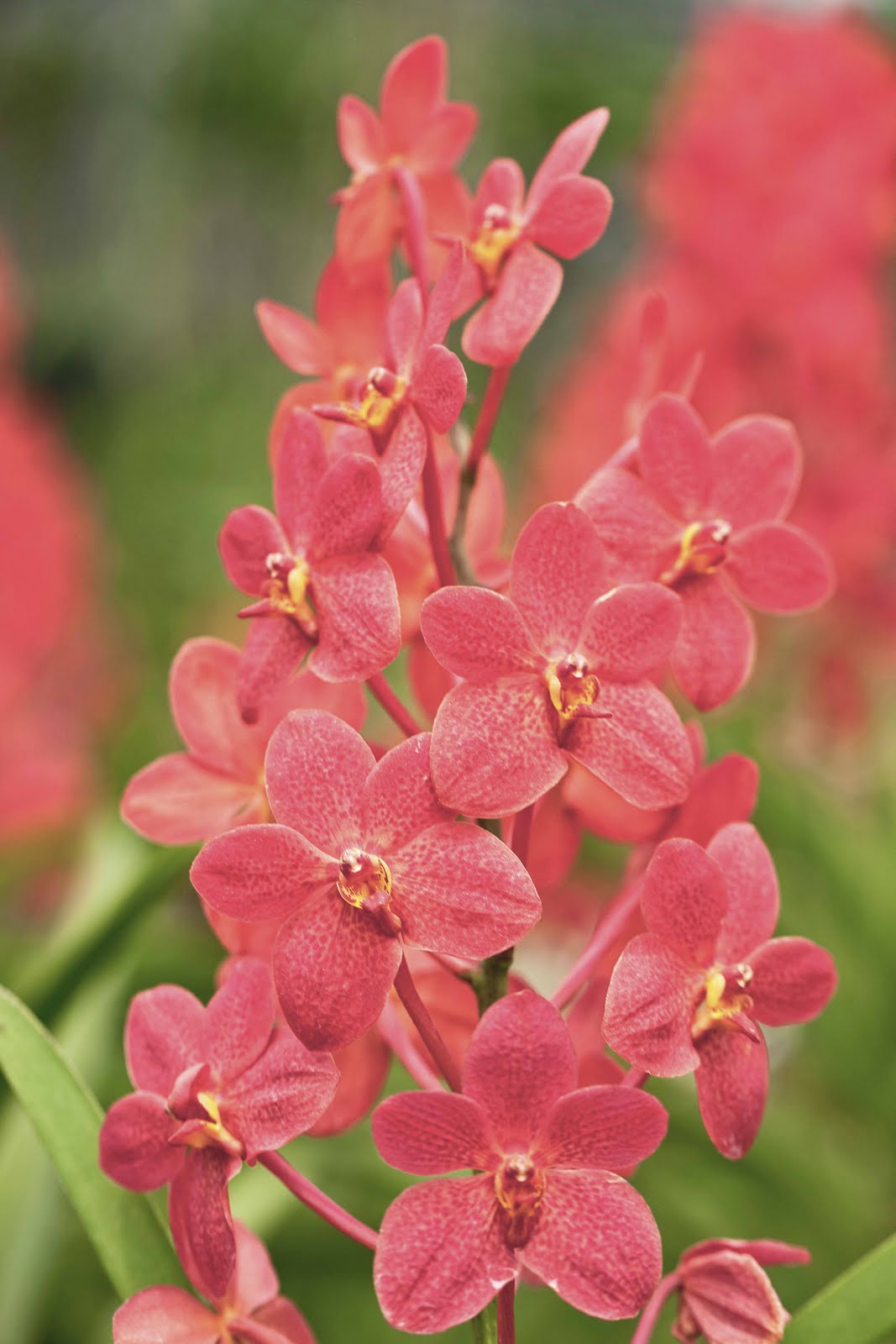 julius eyes: Orchids