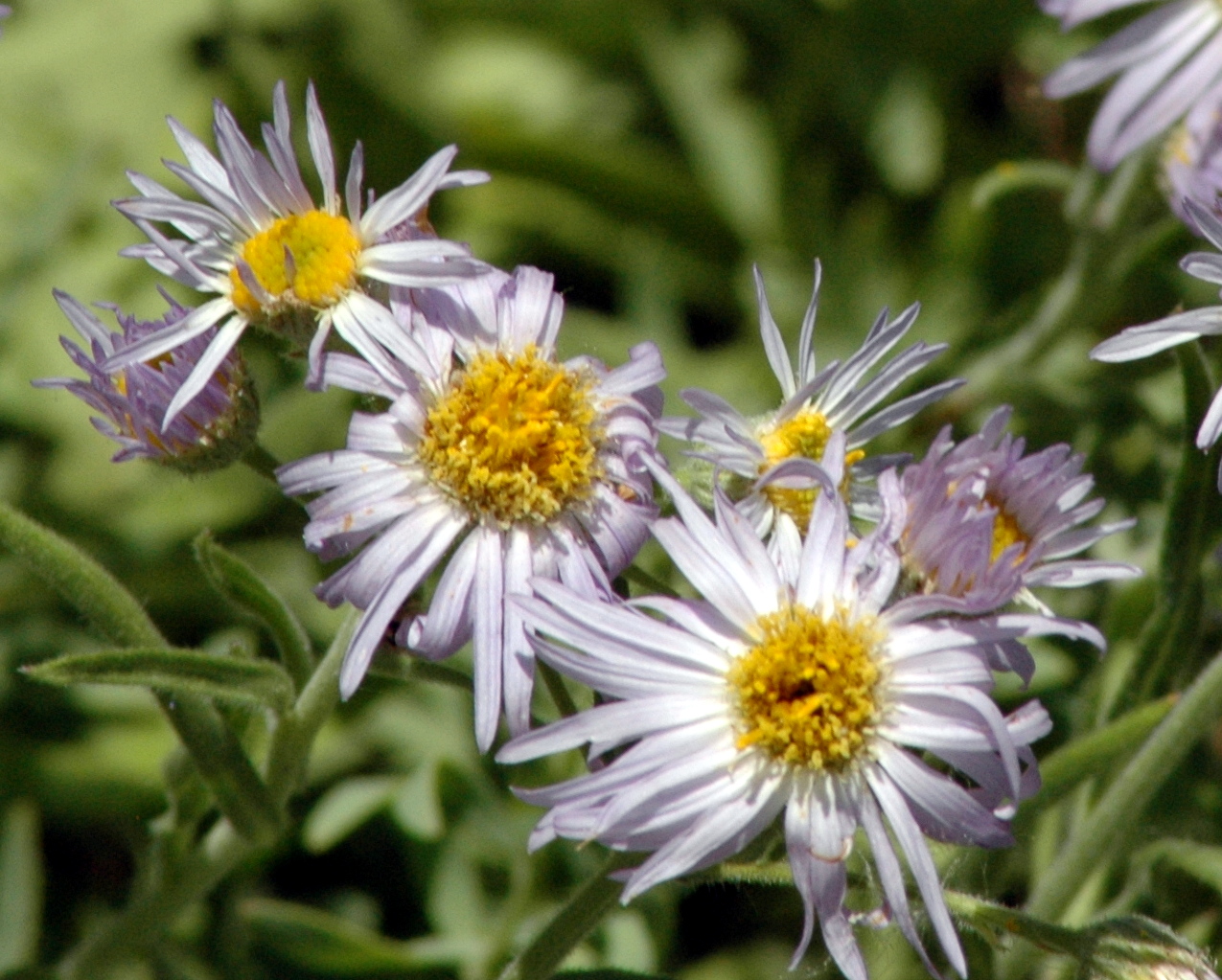 Flora and Fauna in the West: Wildflowers of Yellowstone and Grand Teton