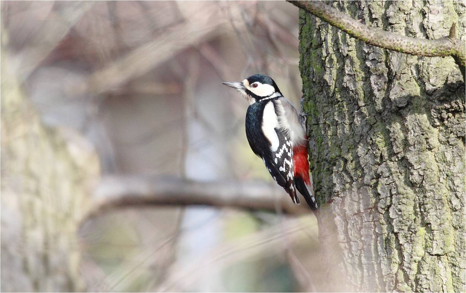 Wanstead Birding: March