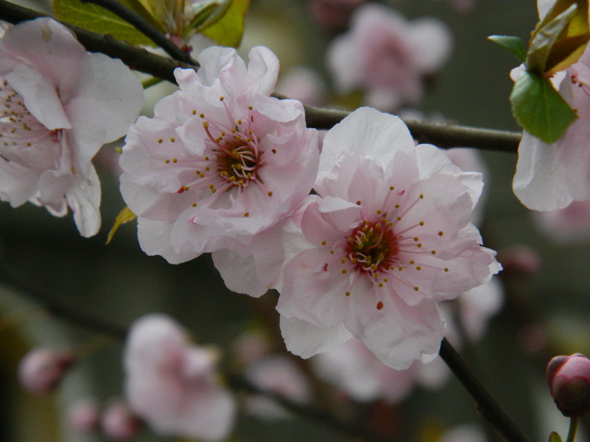 LA MULTI ANI, ROMANIA!: Pom inflorit cu flori roz