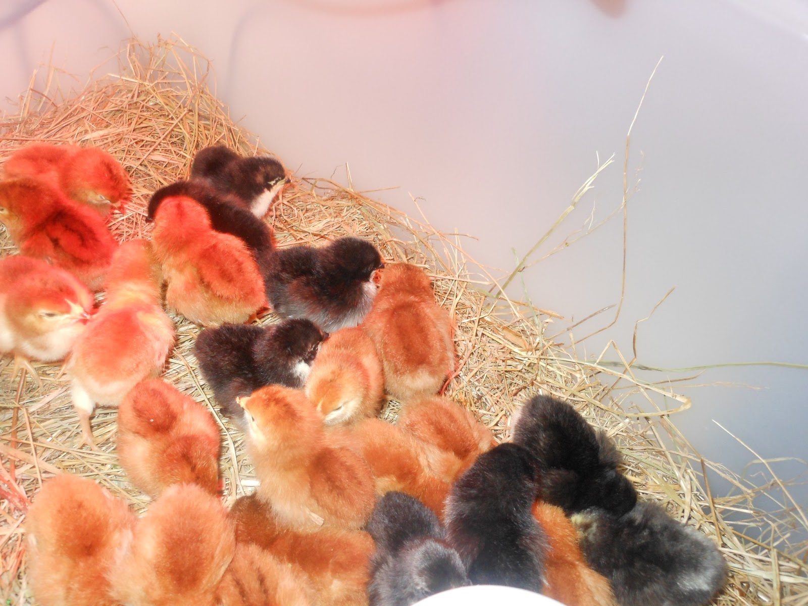 Itty Bitty Baby Chicks!