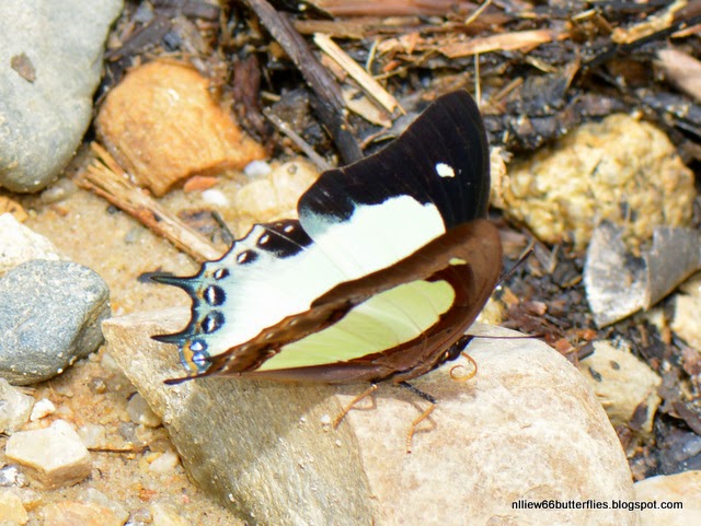 The Forested Path (and Beyond): BUTTERFLIES of RAUB: The Malayan Nawab ...
