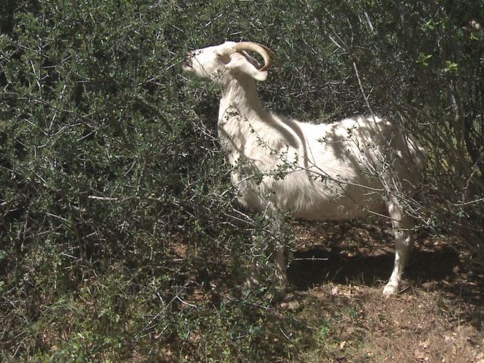 New PRC goat gun - Calguns.net