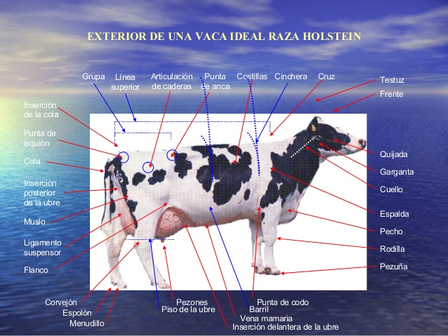 Las Vaquitas: octubre 2015