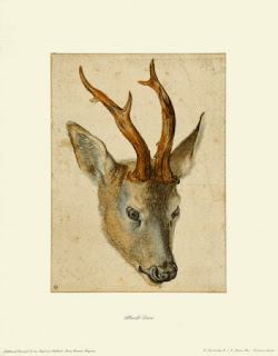 OCA Learning Blog - Drawing 1: Research Point - Drawing Animals