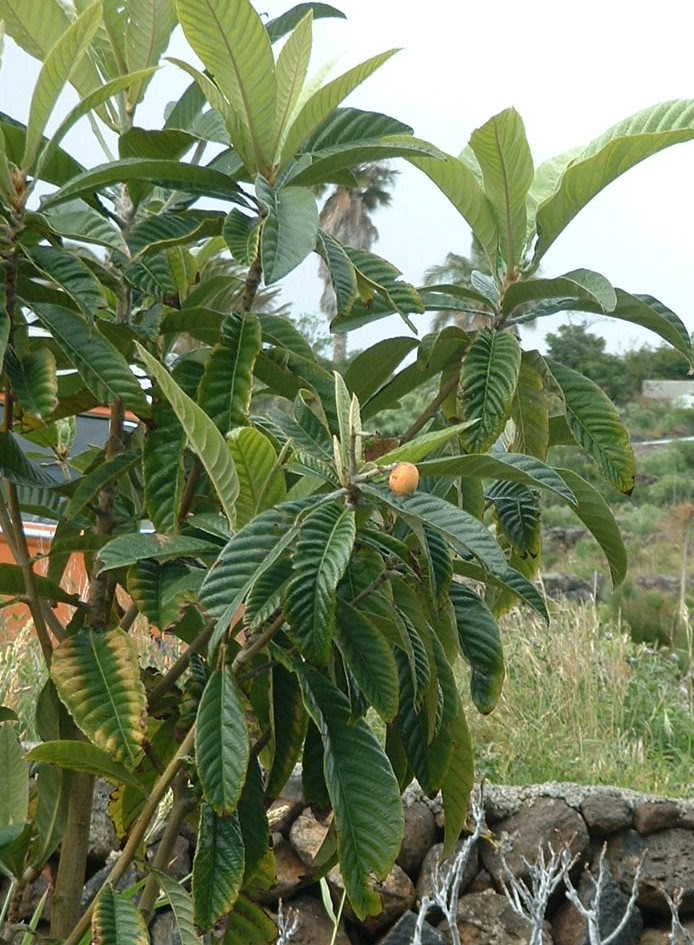 Oleander: Japanische Mispel (Eriobotrya japonica) von der Jungpflanze ...