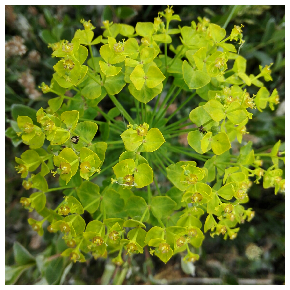 Caatje's Artsy Stuff: Flowers