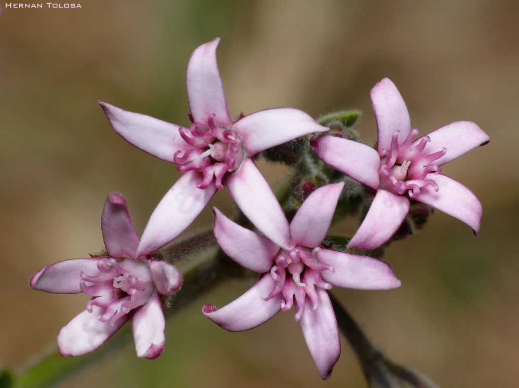 Flora Bonaerense: Plumerillo (Oxypetalum solanoides)