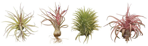 i fiori: the air plants are here!