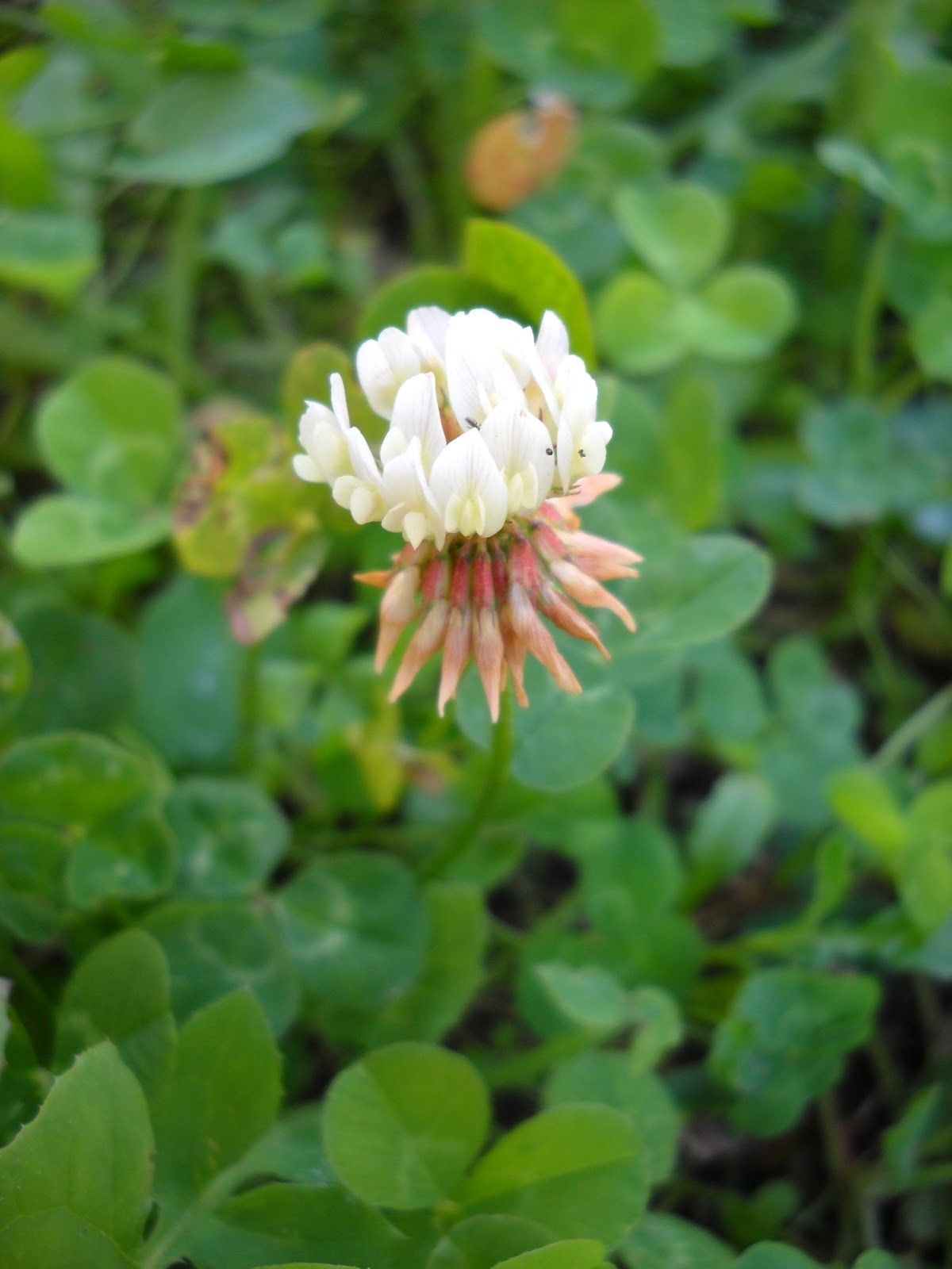 HORTA À PORTA: TRIFOLIUM REPENS (TREVO BRANCO)