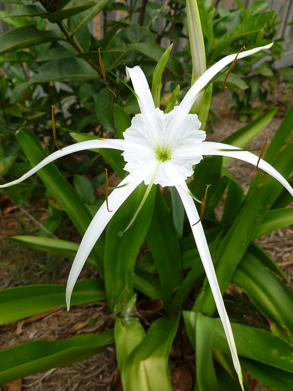 Onslow and Miss B: December Garden Bloggers' Bloom Day