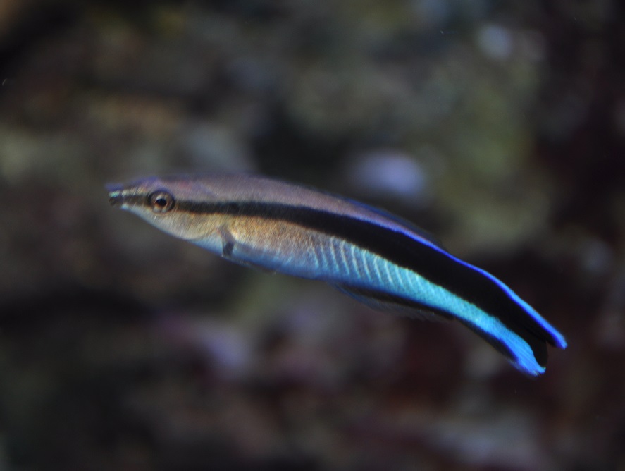 ZOOTOGRAFIANDO (MI COLECCIÓN DE FOTOS DE ANIMALES): LÁBRIDO LIMPIADOR ...
