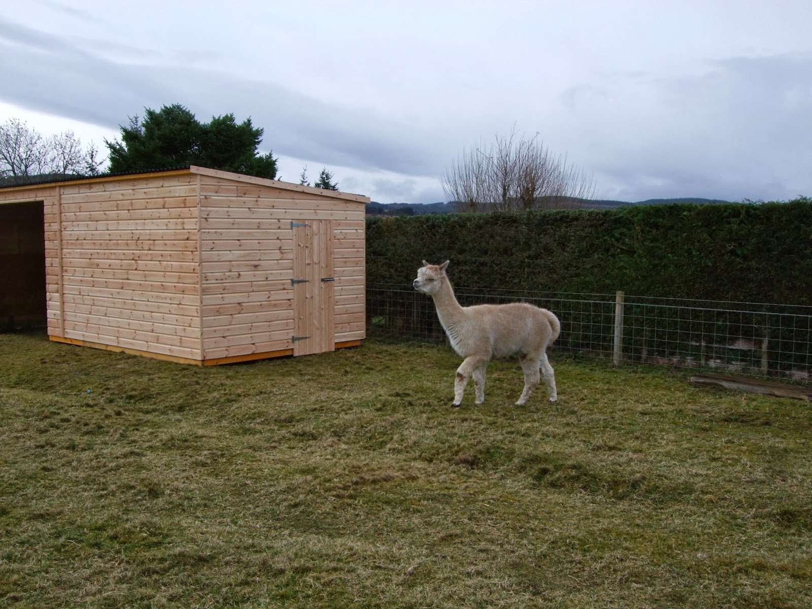 Tigh Mhor Alpacas: New field shelter