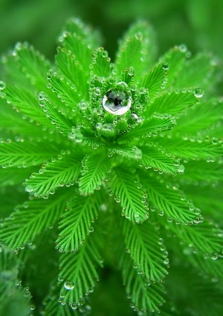 Green photography ~ Stunning nature