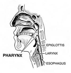 World Health: Pharynx and esophagus, Tools Digestion In Humans