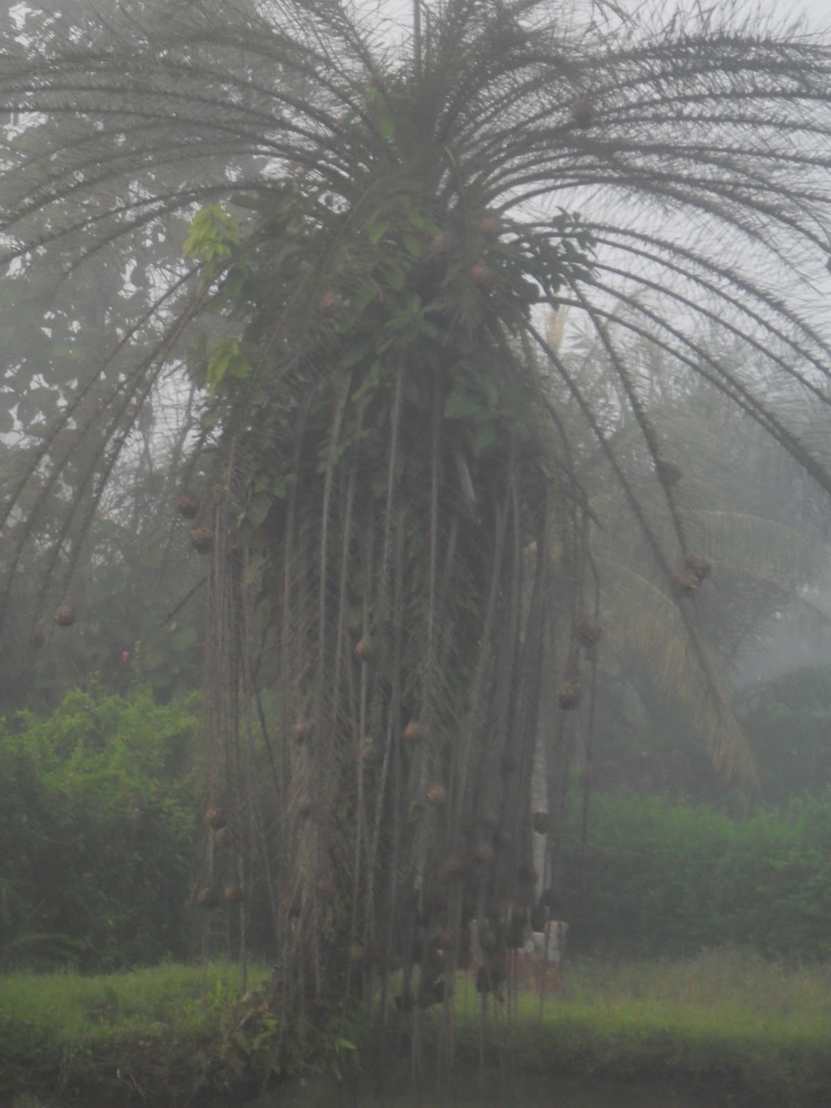 PALM WINE BREWERY AND LOCAL GIN DISTILLATION: PICTURES OF TAPPING PALM WINE