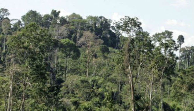 Hutan Amazon Terbentuk 2.000 Tahun Lalu karena Perubahan Iklim
