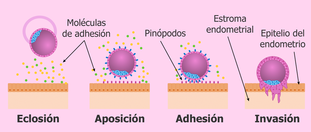 Histo- Embriología: N°3 DESARROLO EMBRIONARIO Y FETAL, FOMACIÓN DEL ...